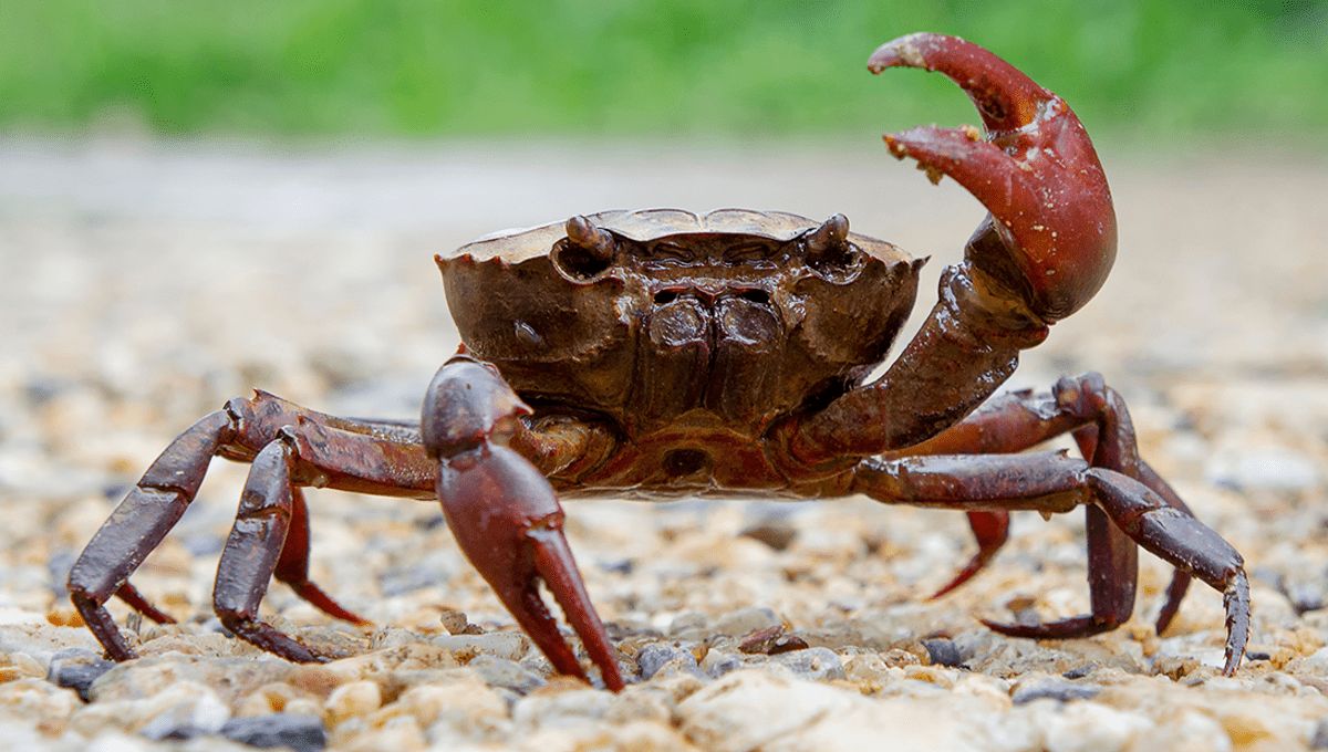 Should Crabs Be Alive Before Cooking - The Lucky Penny Diner and Deli